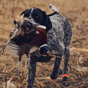 Ryan Nelson’s German wirehaired pointer, “Oakley”