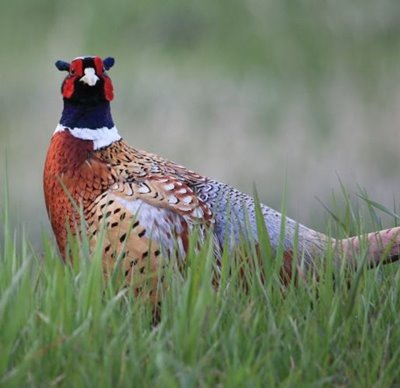 The 2017 Michigan Pheasant Restoration Initiative Annual Report ...