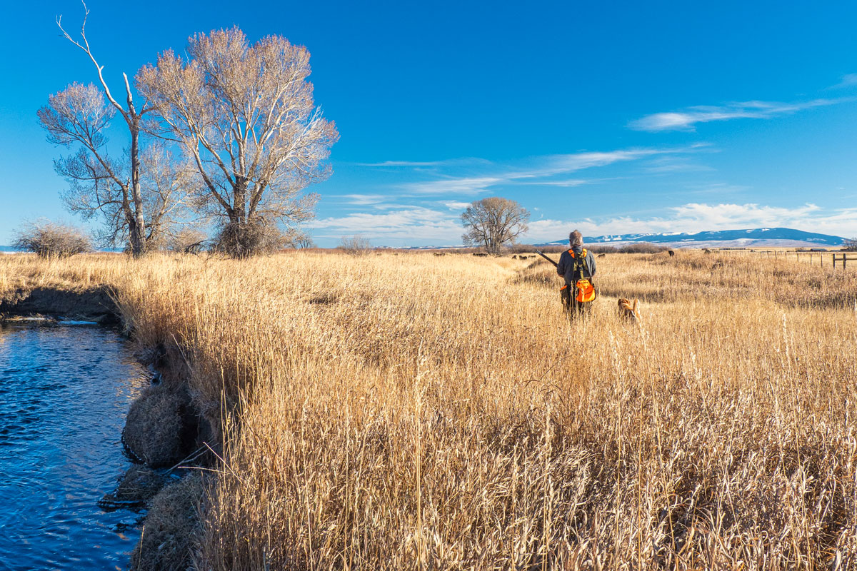 I think the proper place for a young flushing retriever is at my side ...