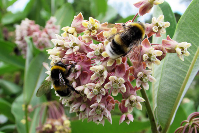 BeesMilkweed.jpg