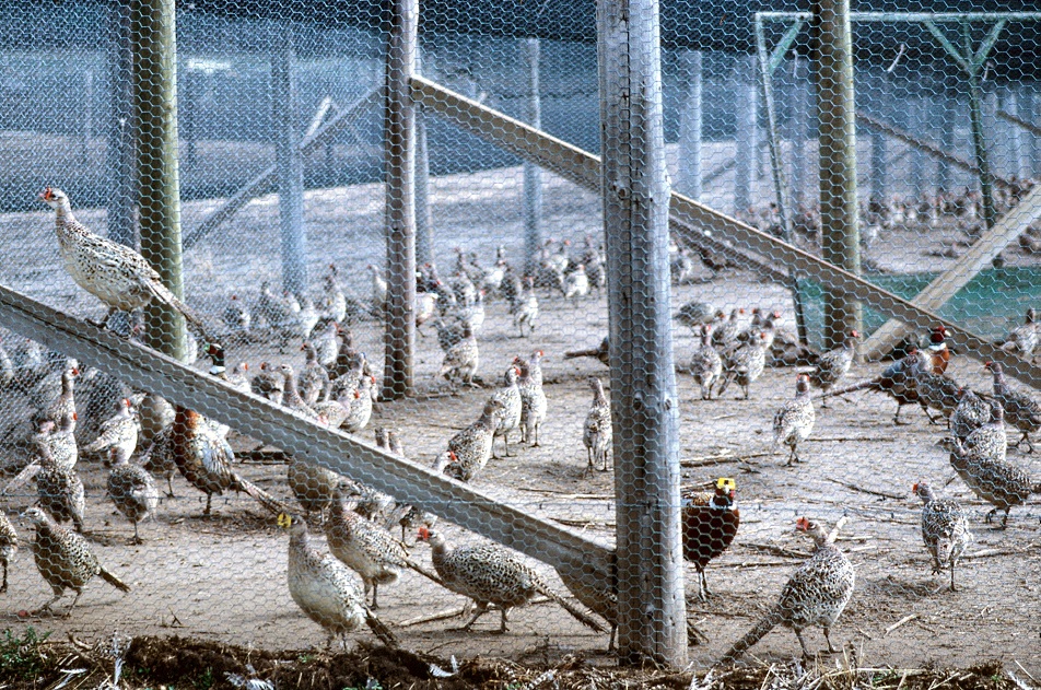 Unbelievable Tips About How To Build Pheasant Pen - Settingprint