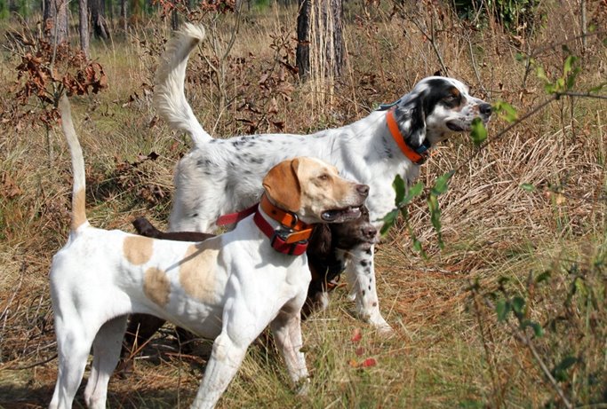 Running multiple dogs: A setter, pointer and cocker working together on ...