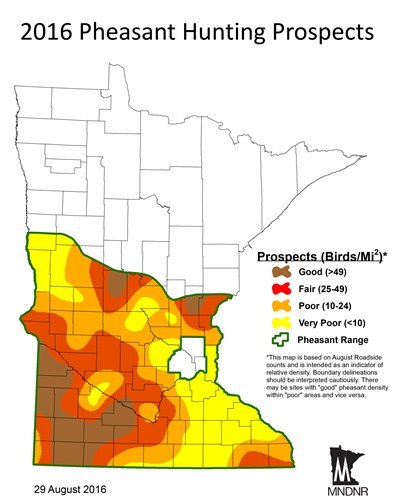 Minnesota’s Pheasant Index Up 29 Percent from Last Year
