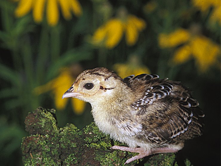 Pheasant Chicks