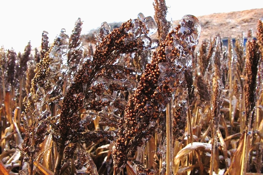 How large should my food plot be?