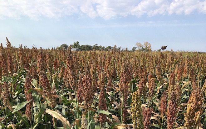 Covey Rise ($74 / bag)