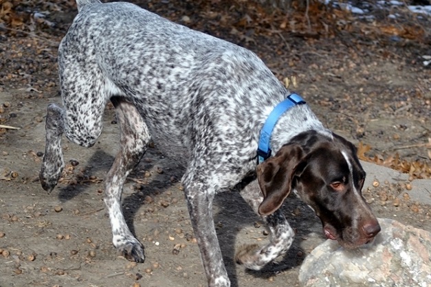 Quick math: one homeless dog has found a new, loving family nearly ...