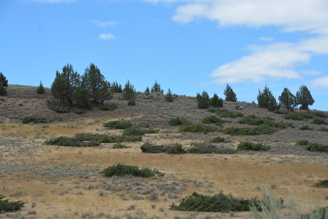 Juniper cover is detrimental in several specific ways. While decreasing ...
