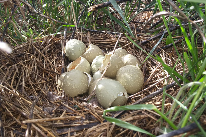 Photo by Mick Harrington