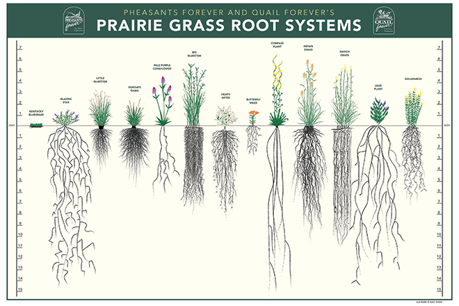 Illustrated by Emily Snyder
