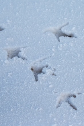When the first true, deep snow hits, upland hunters and dogs are ...