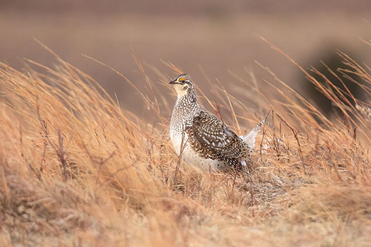 Sponsored by the North American Grouse partnership (NAGP), come and ...