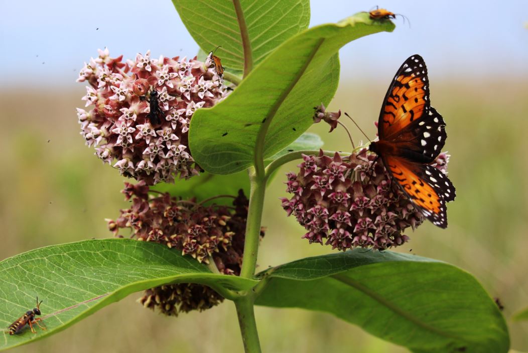 All kinds of pollinators utilize milkweed.