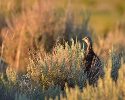 State, federal, and non-profit organizations, including Pheasants ...
