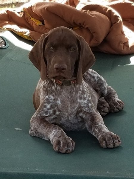 German Shorthaired Pointer Puppy