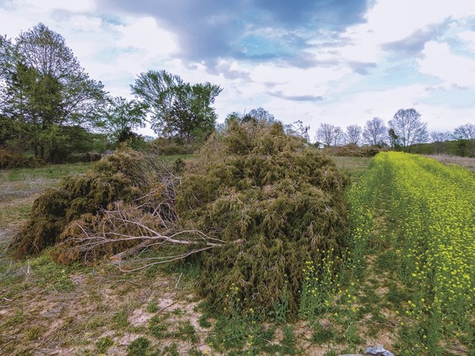 Properly constructed, brush piles can be beneficial to pheasants and ...