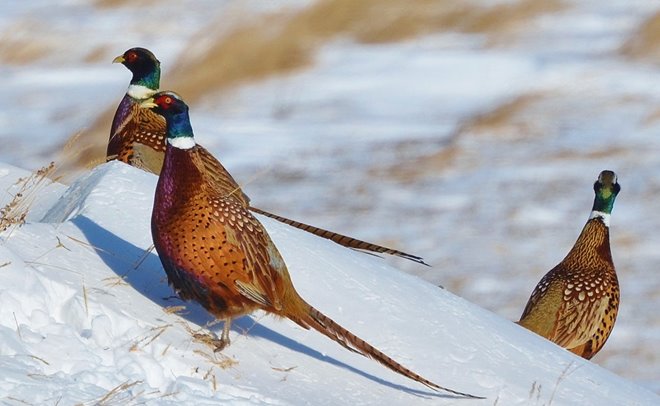 f4ea3972-6812-4651-a090-6087fdddbbb2