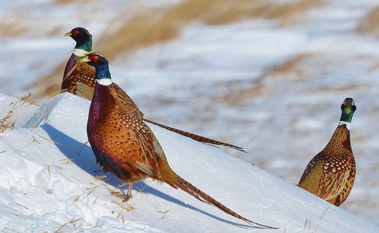 Who Was Howard Hunt Pheasant Hunts In Howard South