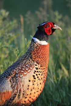 Habitat Decline Drives New Pheasants Forever Chapters in California