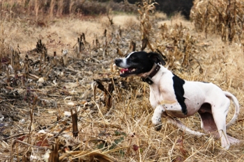With this in mind, let’s raise a glass to 15 breeds that not only help ...