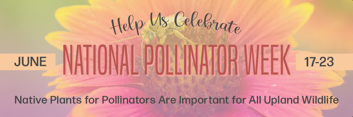 Native Plants for Pollinators: Building Habitat at Home
