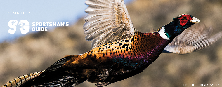 2020 Pheasant Forecast