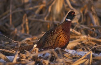 Pheasants Forever Growing and Crowing with Chapter Start in South Dakota
