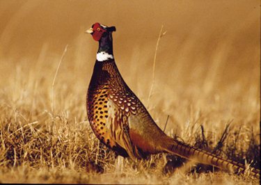 Pheasants Forever in Wisconsin Celebrates Record Breaking 2014 ...