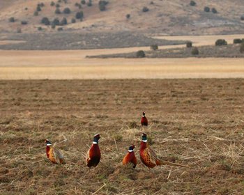 Pheasants Forever Chapter Takes Flight in Northeast Utah