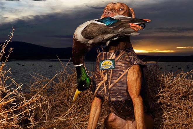 Bridget Nielsen is a NAVHDA judge, izsla breeder, performance dog ...