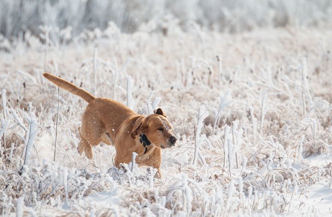 Cold Weather Feeding Tips