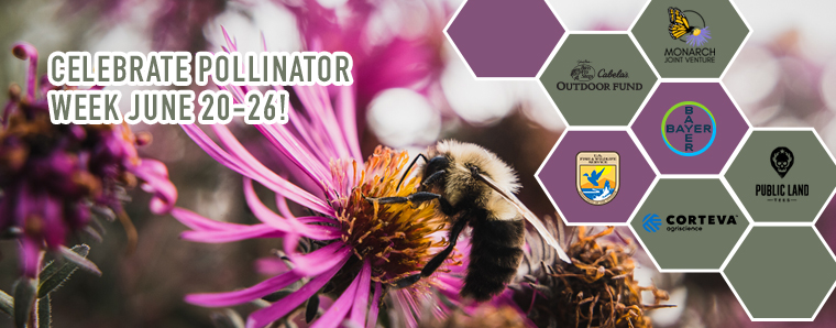 Pollinator Habitat is also great bird habitat