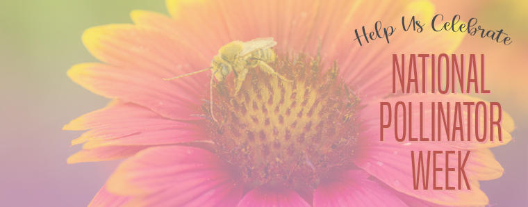 Native Plants for Pollinators: Building Habitat at Home