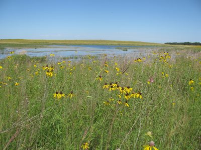 NAWCA Grants Deliver $4 Million to Habitat Conservation Efforts in Minn ...