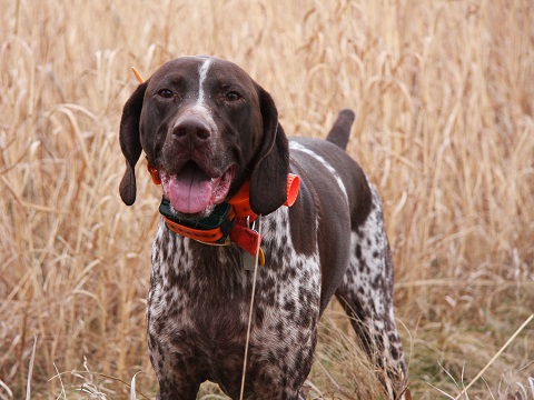 German Shorthaired Pointer